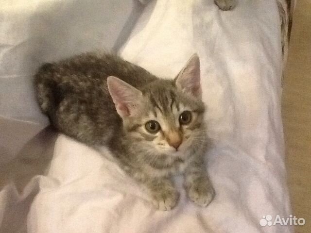 Котёнок Японского бобтейла (2 месяца)