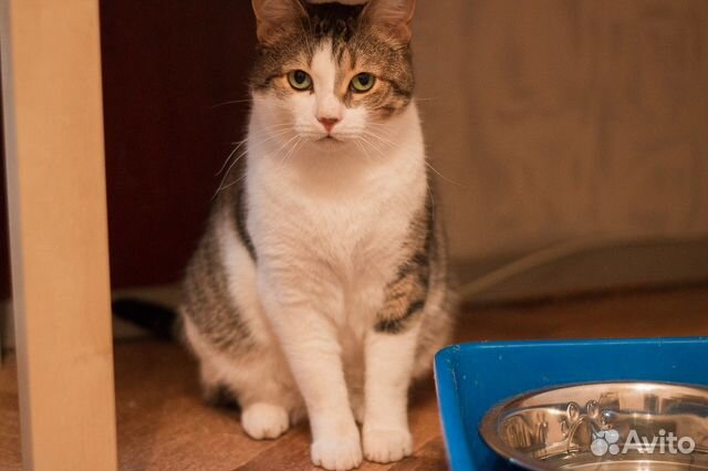 Кот Эмиль. 4 года. Хочет домой