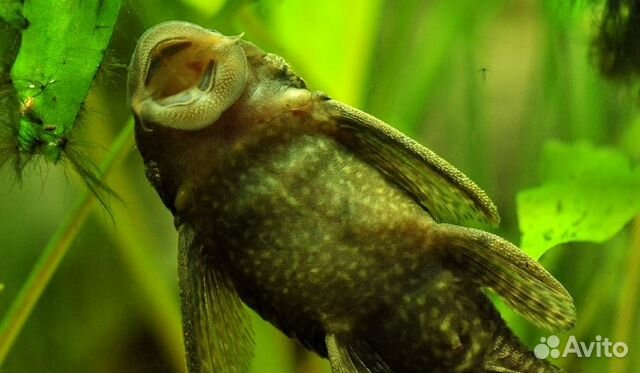 Отдам двух сомов Анциструс