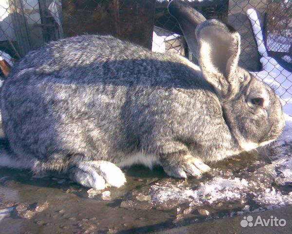 Продам кроликов