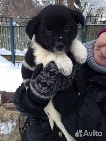 Симпатяжка)