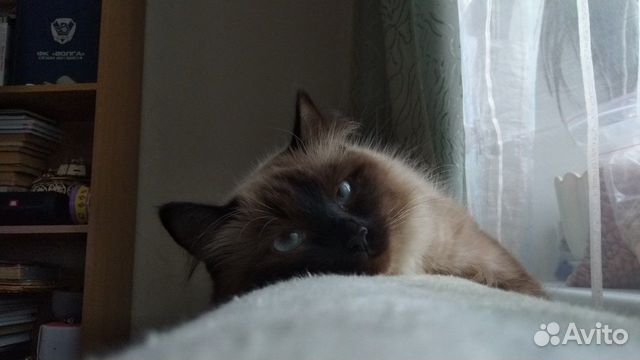 Кошечка ищет партнёра для вязки