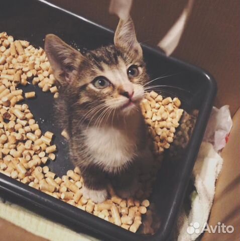 Котёнок в добрые руки