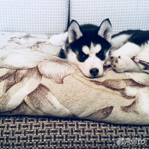 Сибирский хаски