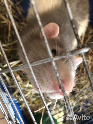 Крыса Жорка