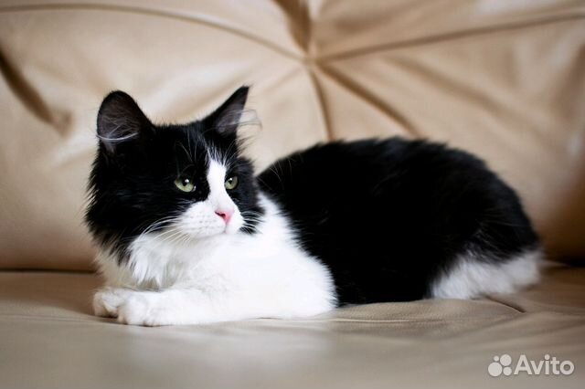 Котёнок-подросток Лекси в добрые руки