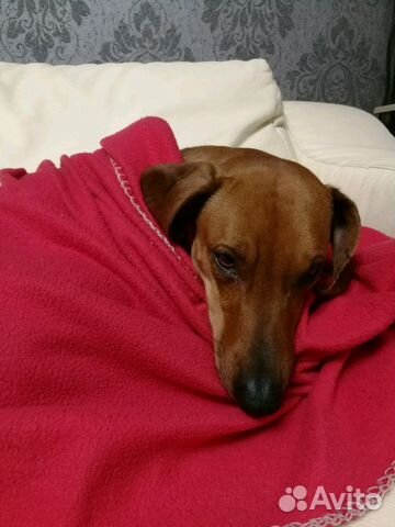 Отдам таксу в добрые руки(потеряшка)