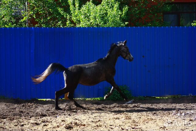 Вакипаль-лошадь для детского спорта