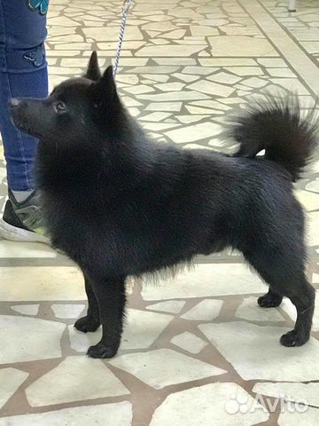 Мальчик и девочка бельгийской овчарки