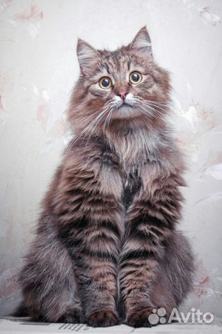 Молодой котик Лёшик ищет добрых хозяев