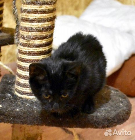 Очаровательный черныш