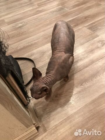 Продам сфинкса