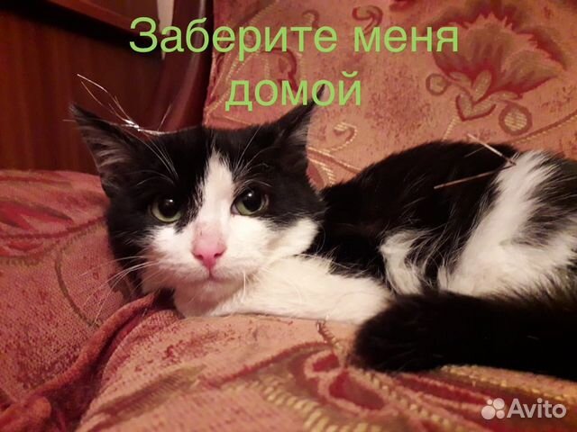 Котёнок Бася 4 мес в добрые руки