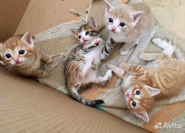 Шотландские котята