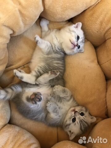Шотландские котята