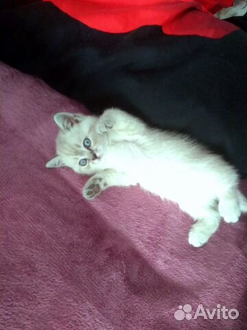 Британская принцесса