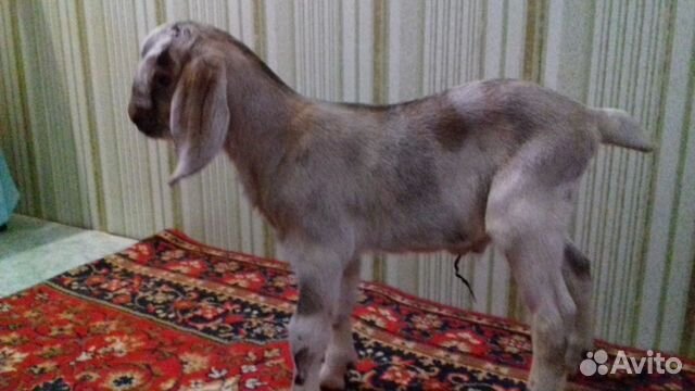 Козлики нубийские