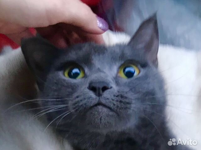 Котик, приученный ходить на унитаз