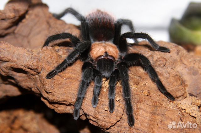 Паук птицеед