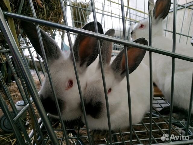 Кролики для потомства: