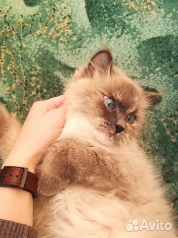 Вязка с котом породы невская маскарадная