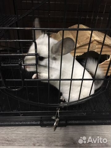 Шиншилла белый вильсон