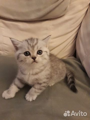 Кошечка Вискас