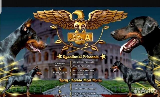 Щенки доберманов из Испании