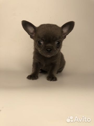 Чихуахуа микро мальчик