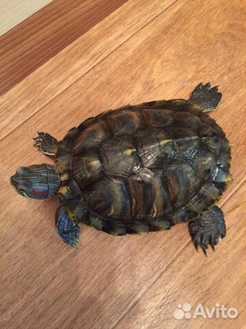 Черепахи Красноухие (водные) 2 шт
