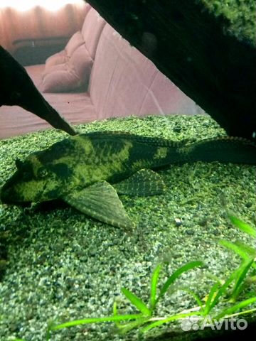 Парчевый птеригоплихт-сом