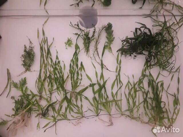 Аквариумные растения 10 разных видов
