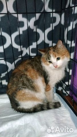 Красавица Шасти приносит счастье