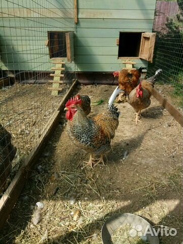 Продам молодых петухов породы билелельдер