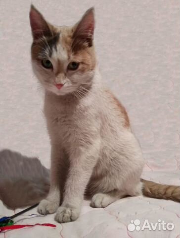 Цветная, плюшевая, молодая кошка ищет дом