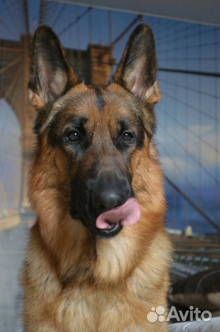 Вязка Кобель 2 года. IPO - 1, IPO-2