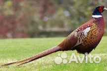 Фазан. Суточник