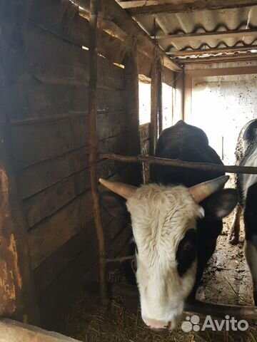 Продаётся бычки