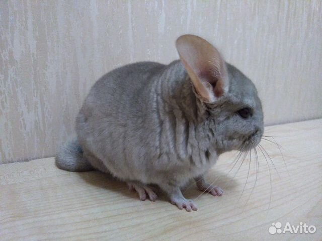 Шиншилла Гетеробежевый