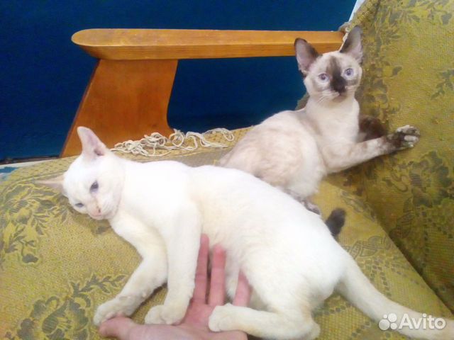 Котята ориентальные