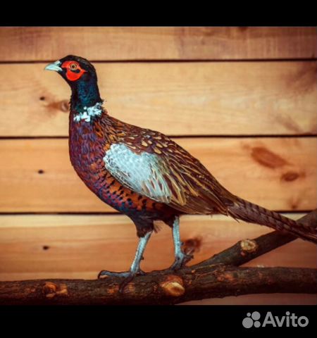 Фазан охотничий