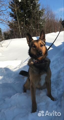 Молодую метиску овчарки в дар