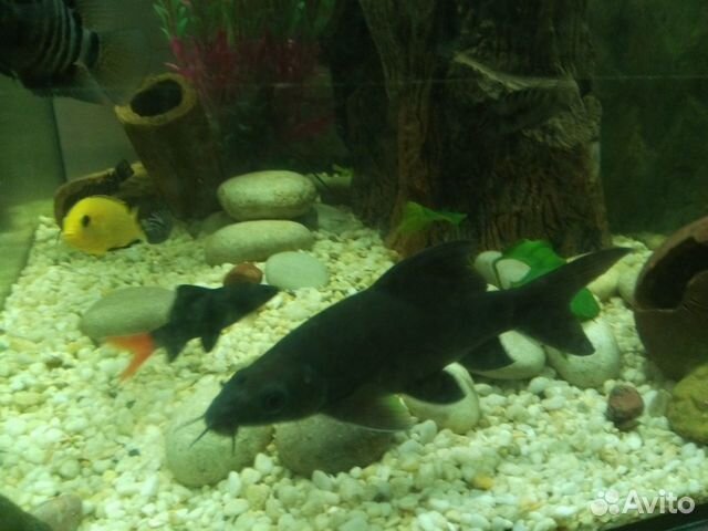 Лабео чёрный марулис