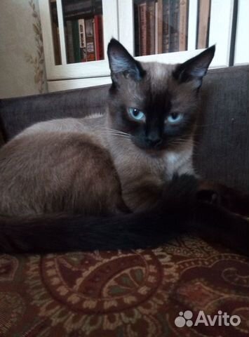 Отдам сиамского котика