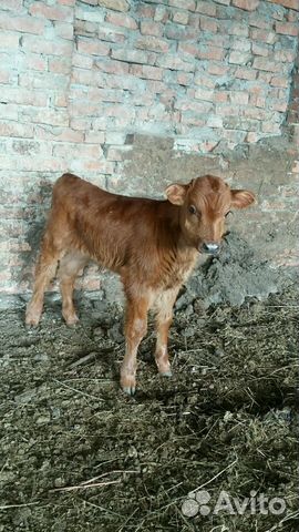 Карова с теленком