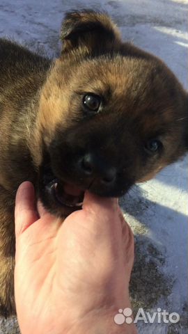 Щенок, дворняга, девочка