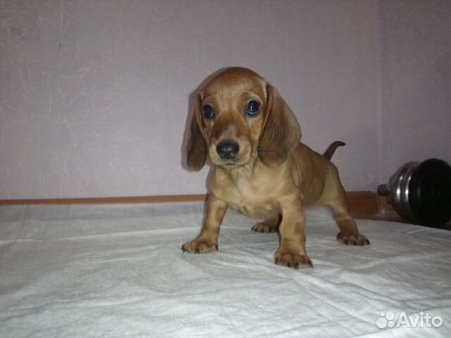 Щенята карликовой таксы