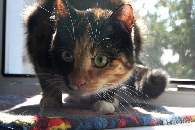 Трехцветная кошка в добрые руки