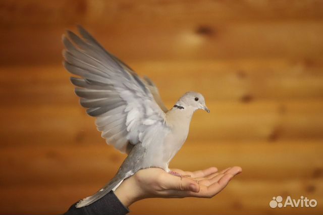 Смеющиеся горлицы