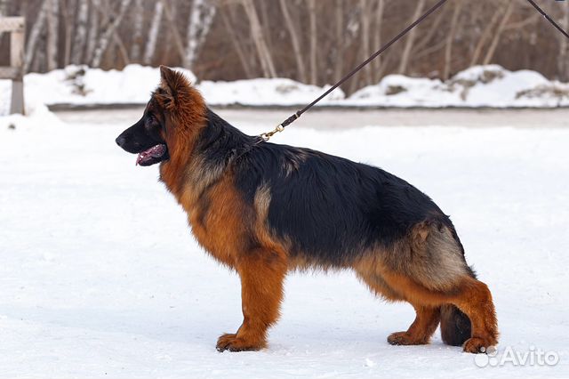 Немецкая овчарка длинношерстный кобель 8 мес